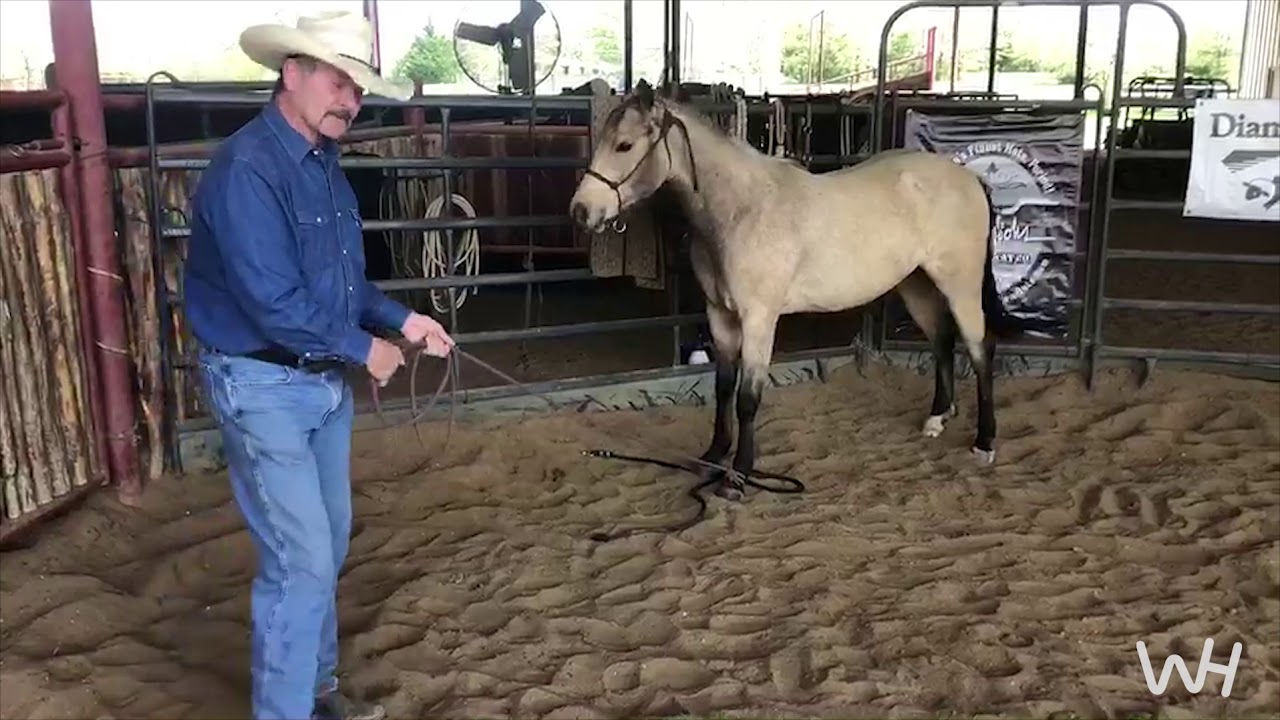 Mike Major Teaches a Horse to Give to Pressure - YouTube