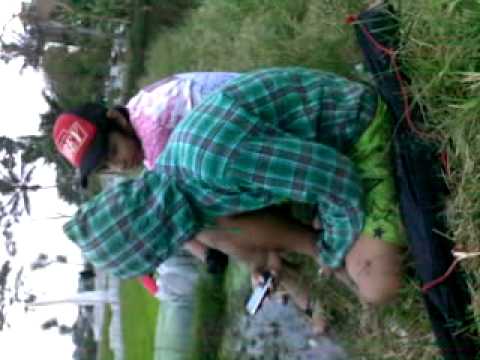 ngesex di sawah...