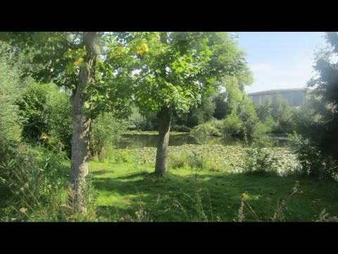 Gent Wondelgem – Zomernatuur in de Wondelgemse Meersen door Catherine ...