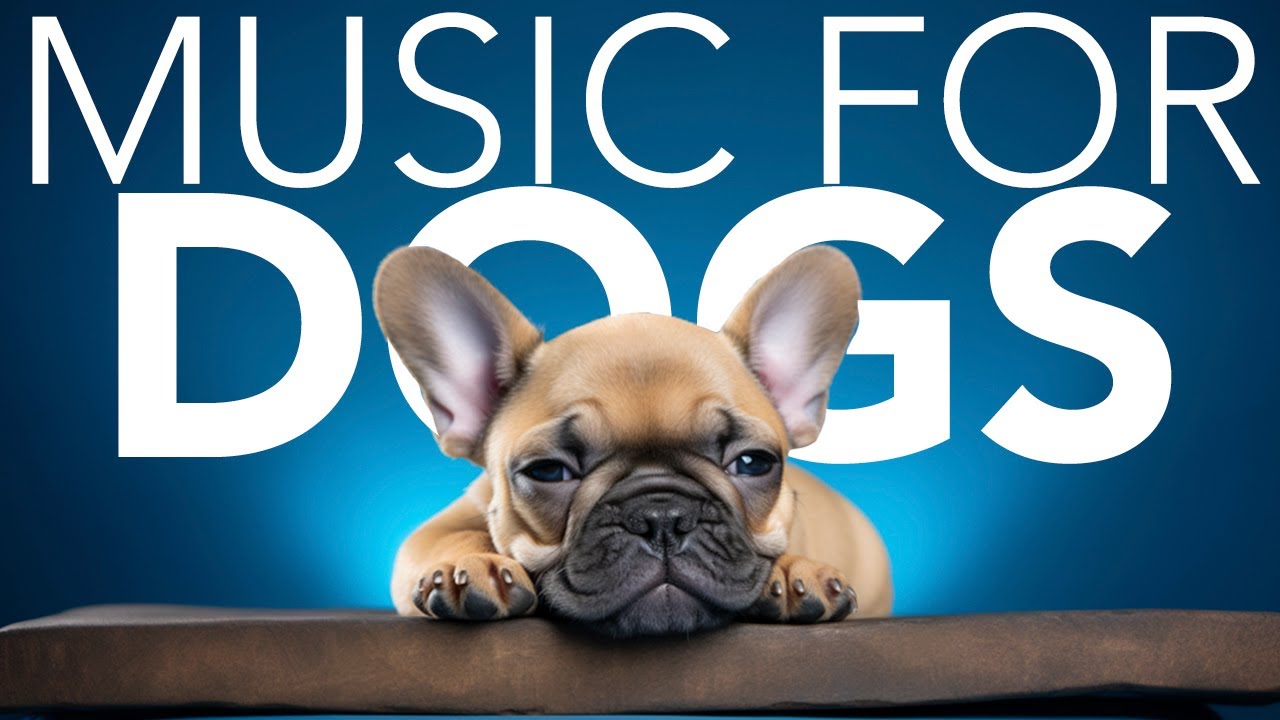 Music for Dogs: 20 Hours of Relaxing Music! [NEW] - YouTube Music