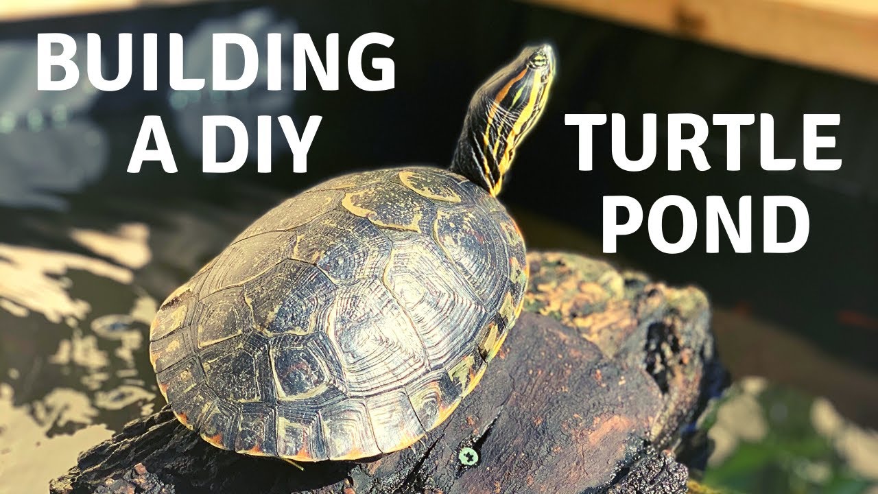 Building an Above Ground DIY Turtle Pond - YouTube