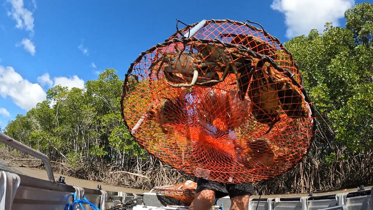 GIANT MUD CRABS | Full Pots BIG CRABS - YouTube