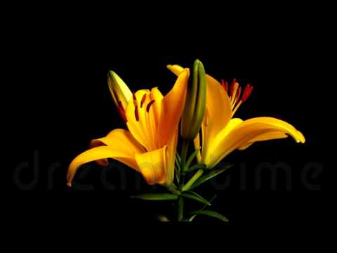 Dancing Flowers - YouTube