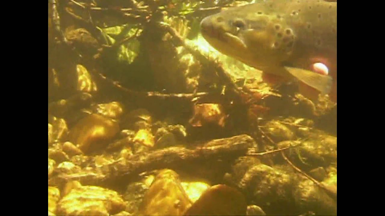 18 INCH BROWN TROUT Farmington River Fly Fishing Ovation10X - YouTube