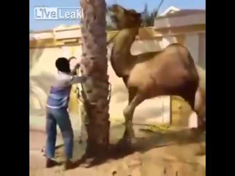 Angry Camel tries to bite mans head - YouTube