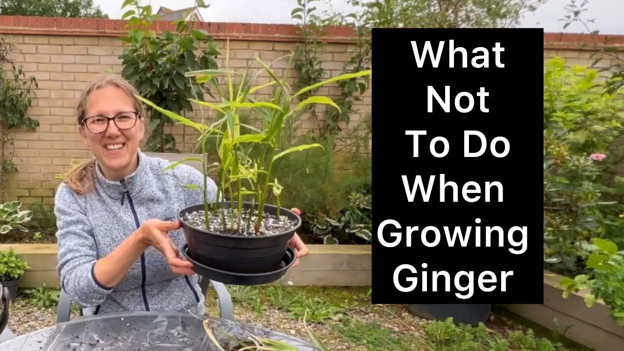 UK ginger harvest & tips on what not to do when growing ginger #growveg ...