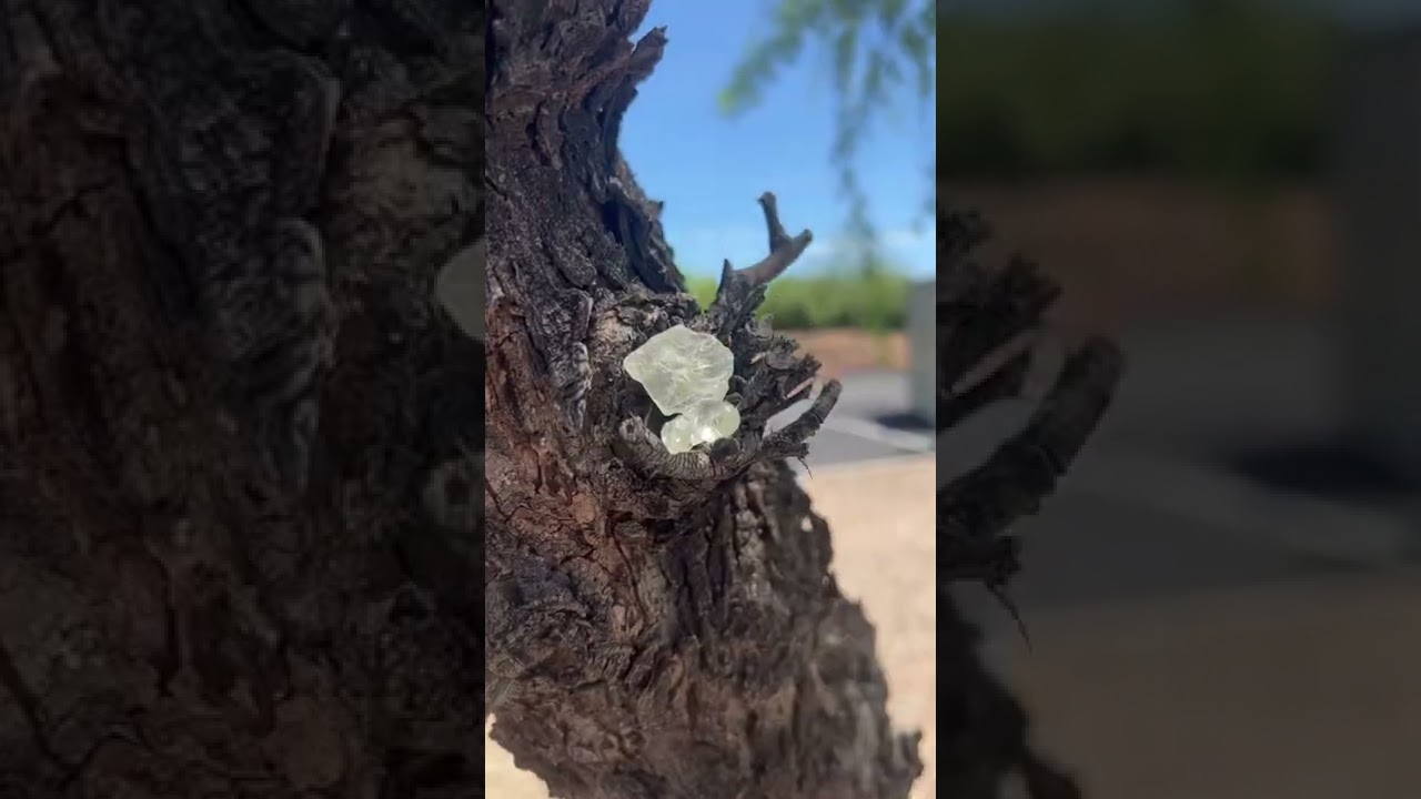 The first gum ever discovered by our ancient ancestors🔱 - YouTube