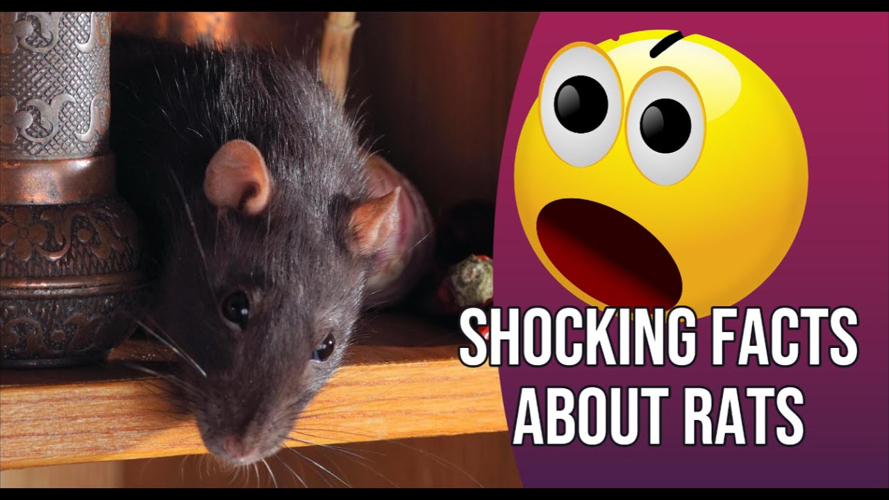 SHOCKING FACTS ABOUT RATS - YouTube