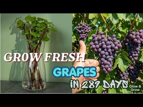Can You Grow Grapes in a Pot? 🍇 (Full 289-Days Transformation)