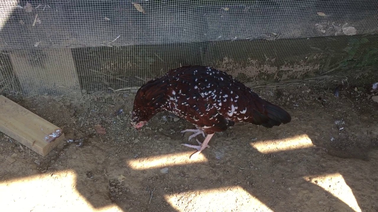 Botulism or wry neck in chicken?? - YouTube