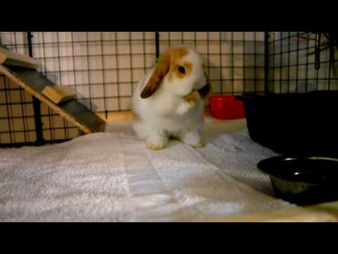 13 Epic Free Rabbit Hutch Plans You Can Download