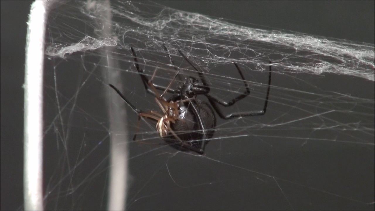 Four minutes of copulation in High Definition! - YouTube