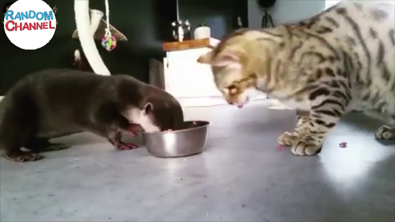 Kucing Dan Otter Bersahabat - YouTube