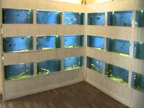 new fish room - YouTube