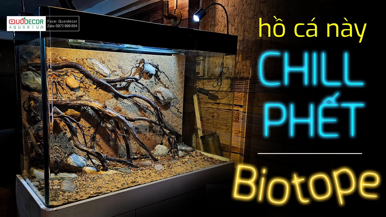 Quá trình setup hồ cá phong cách biotope 1m cực chill - Thuỷ sinh Quới ...