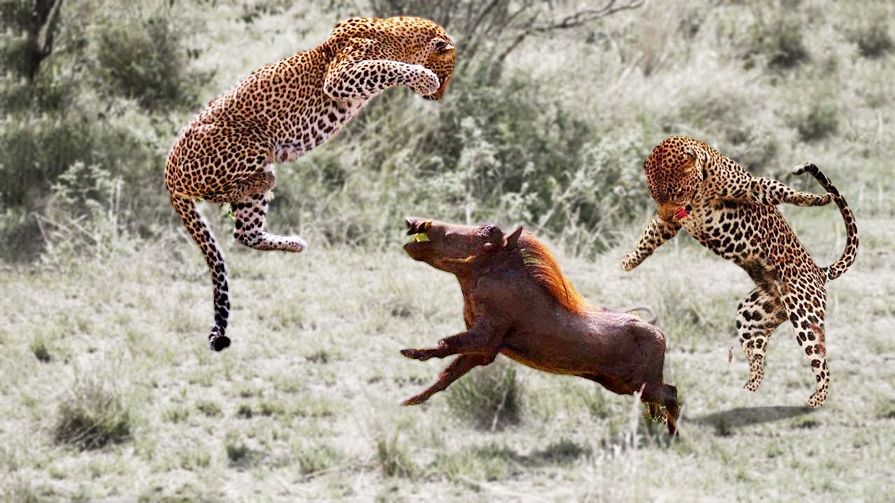 Leopard Vs Warthog To The Last Breath- Who Will Win ? - YouTube