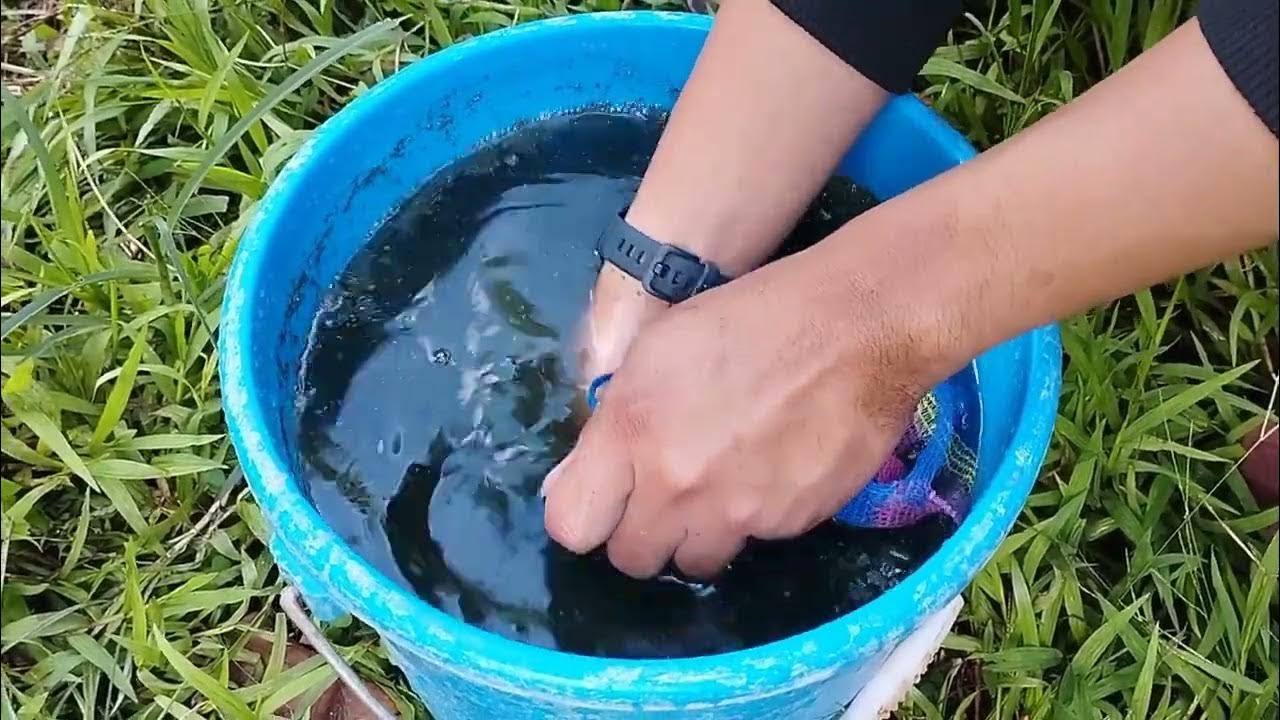 Trichoderma Harzianum Application In The Field Youtube