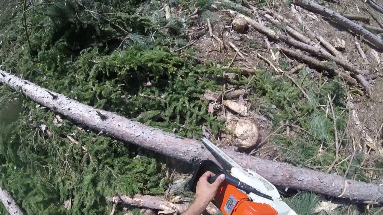 LIMBING AND BUCKING A WHOLE ROW OF RED PINES - YouTube