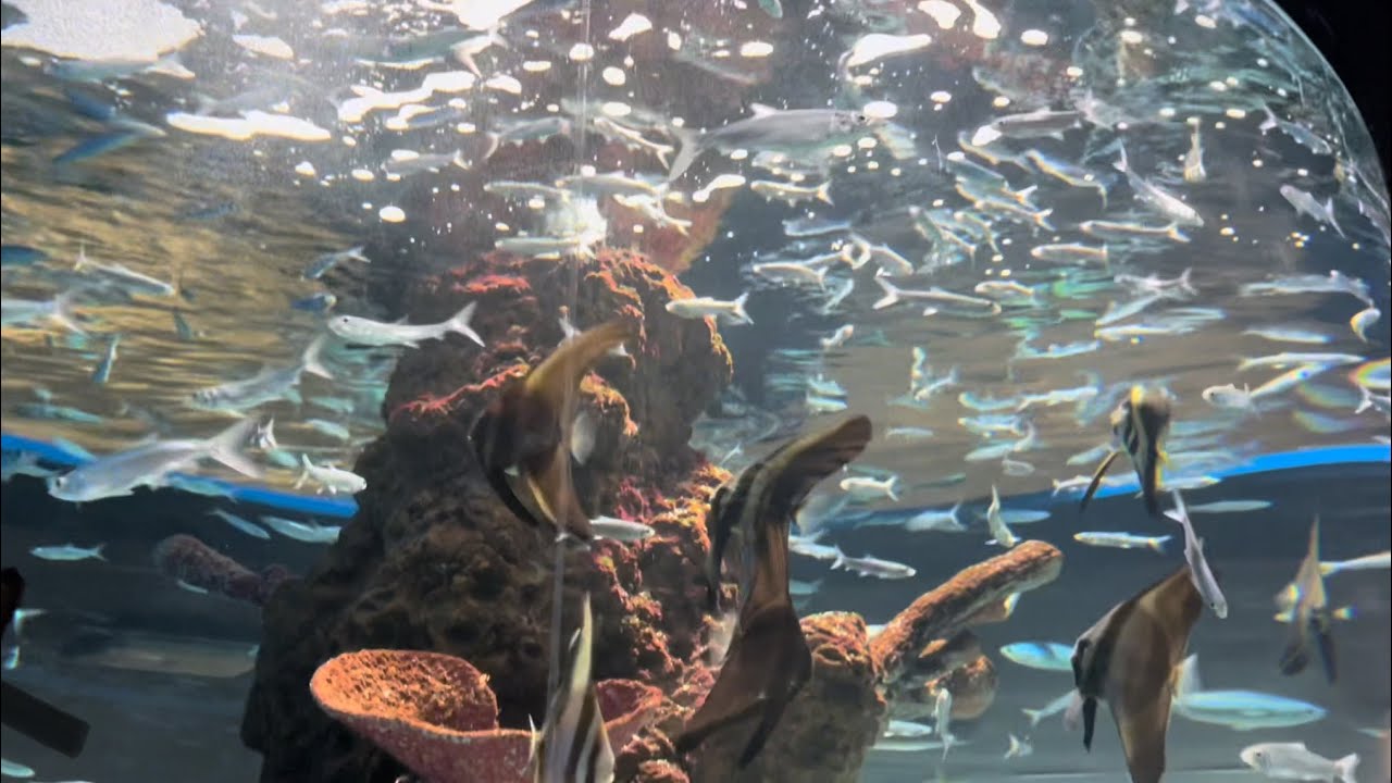 Cebu Trip #2 | Cebu Ocean Park | Largest Oceanarium | Meet The Animals ...
