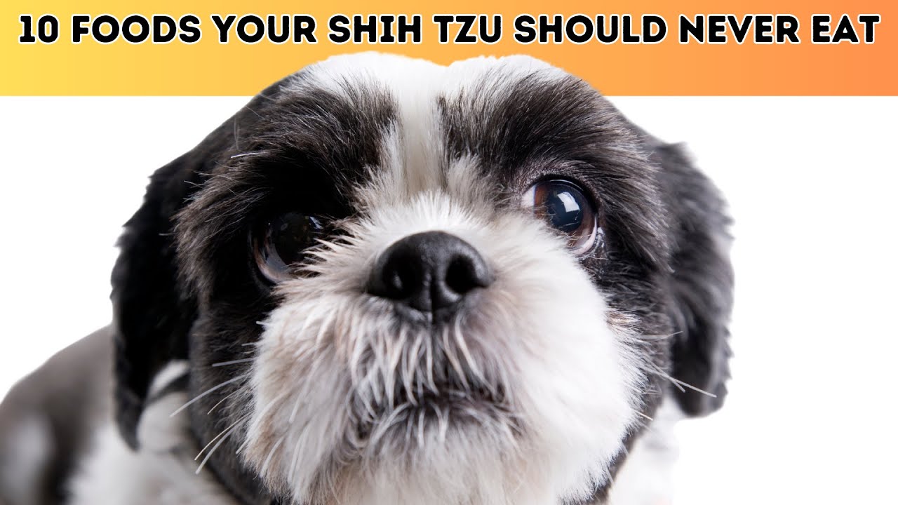 10 Foods Your Shih Tzu Should Never Eat - YouTube