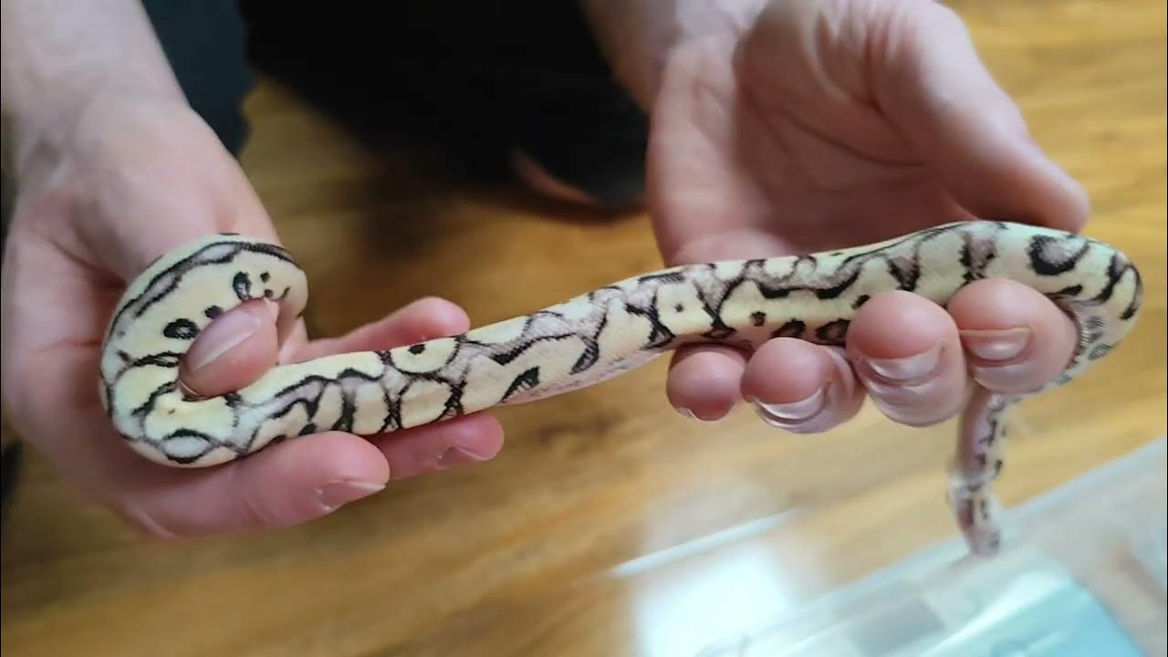 Pastel Magma x Spotnose Clown Clutch of Ball Python Hatchlings - YouTube