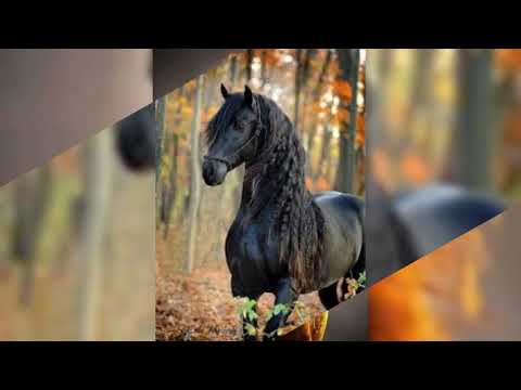 At koşma sesi / at kişnemesi / horse