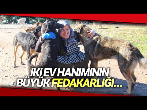 Ev Hanımları Kendi İmkanlarıyla 300'ü Aşkın Köpeğe Bakıyor