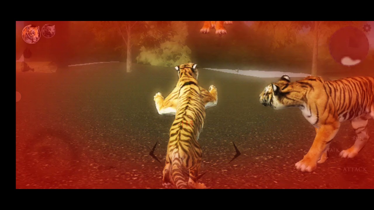 Ultimate Tiger Simulator 2 Gameplay. Fight with enemy tigers. - YouTube