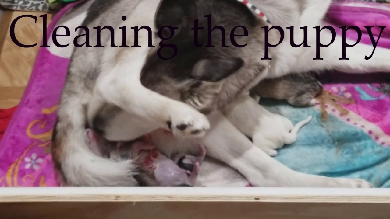 Husky giving birth - YouTube