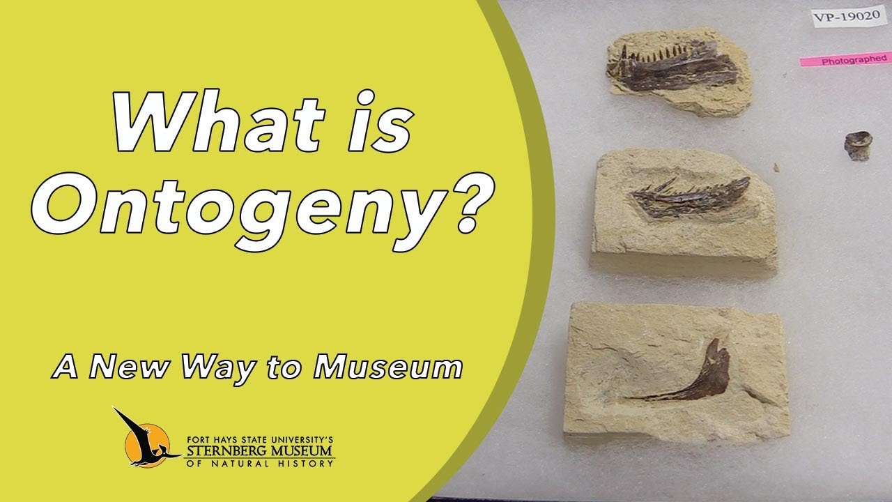 What is Ontogeny? | A New Way to Museum - YouTube