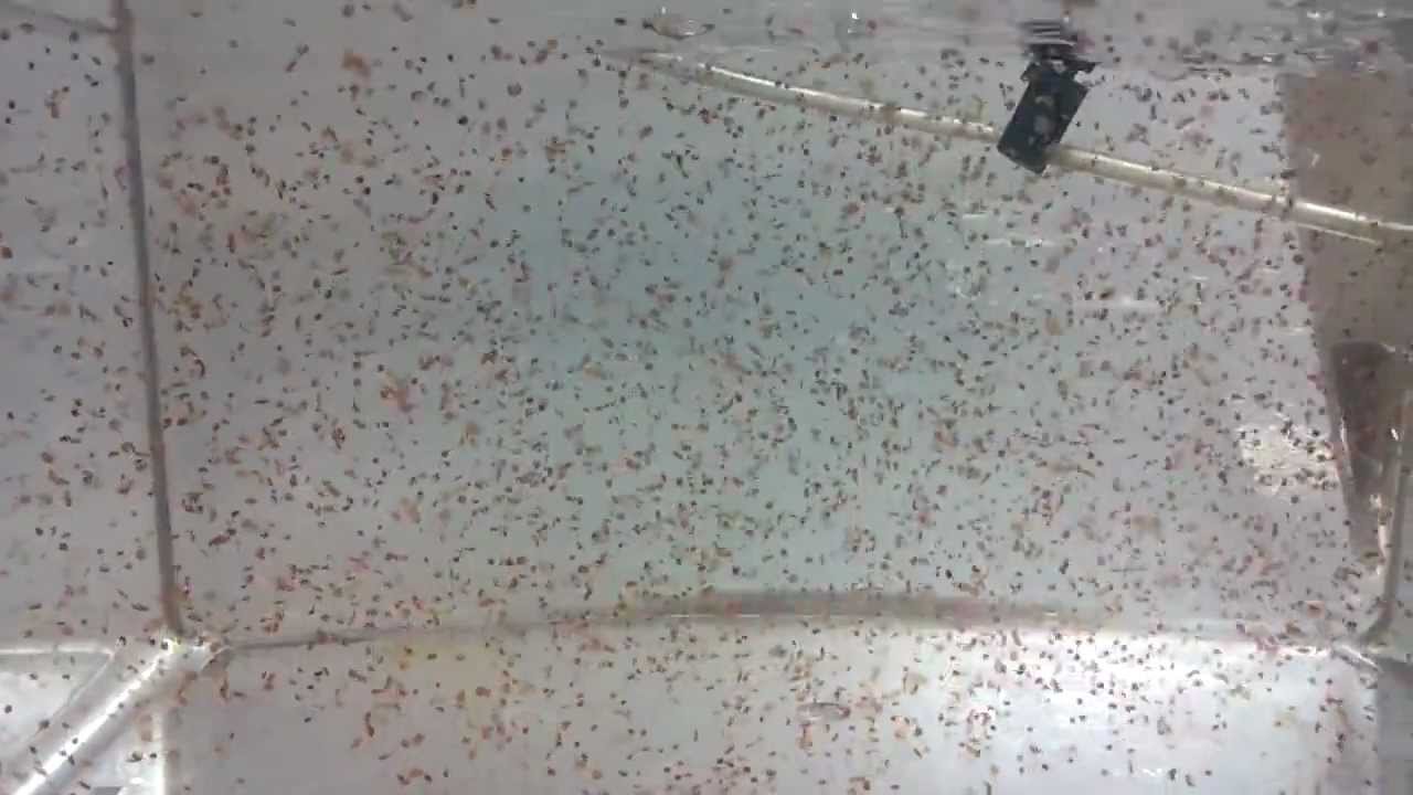 So many baby jellyfish! (moon jellyfish ephyra) - YouTube