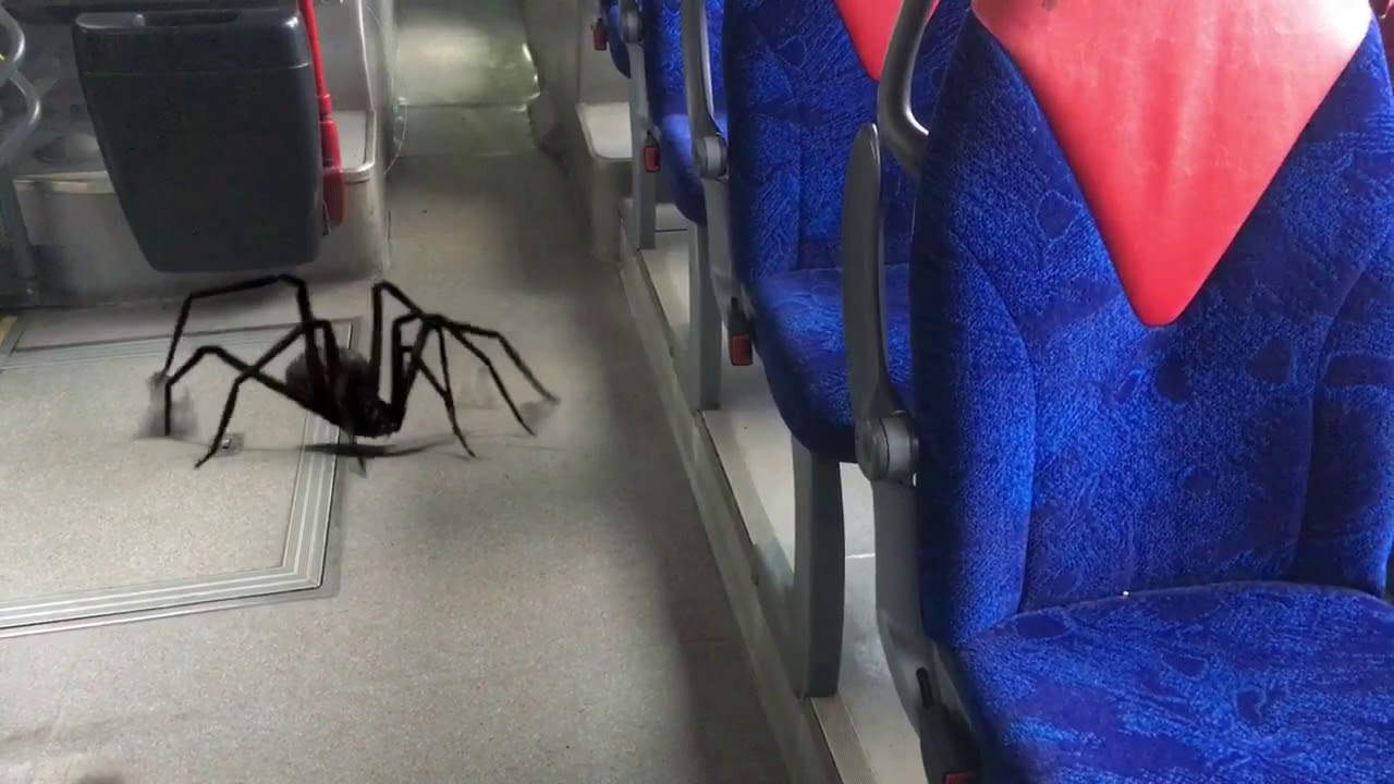 Giant spider attack in the bus - YouTube