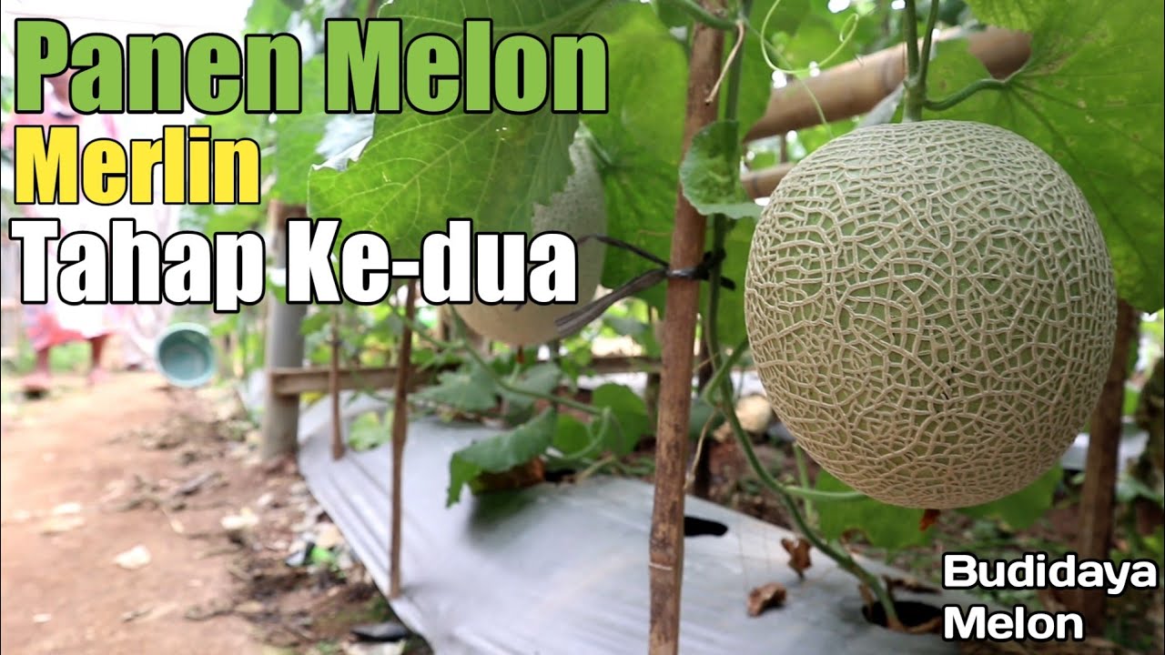 Panen Melon Merlin - YouTube
