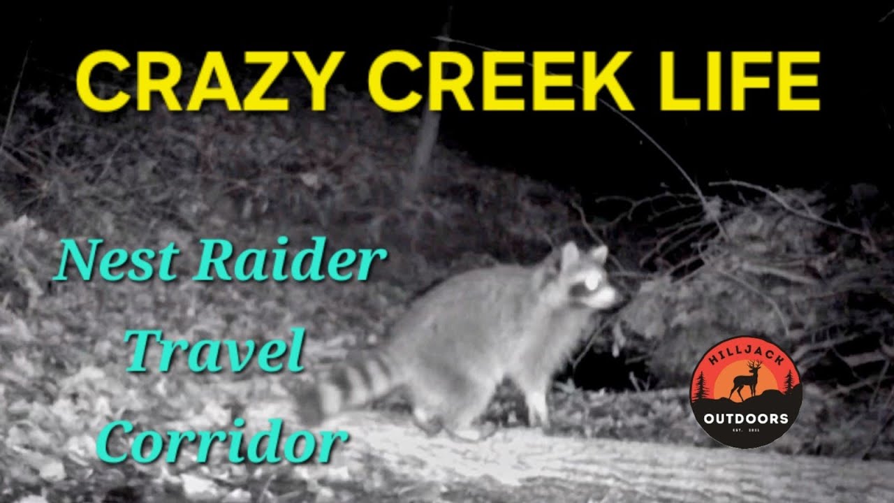 CRAZY CREEK LIFE: Nest Predator Travel Corridor - YouTube