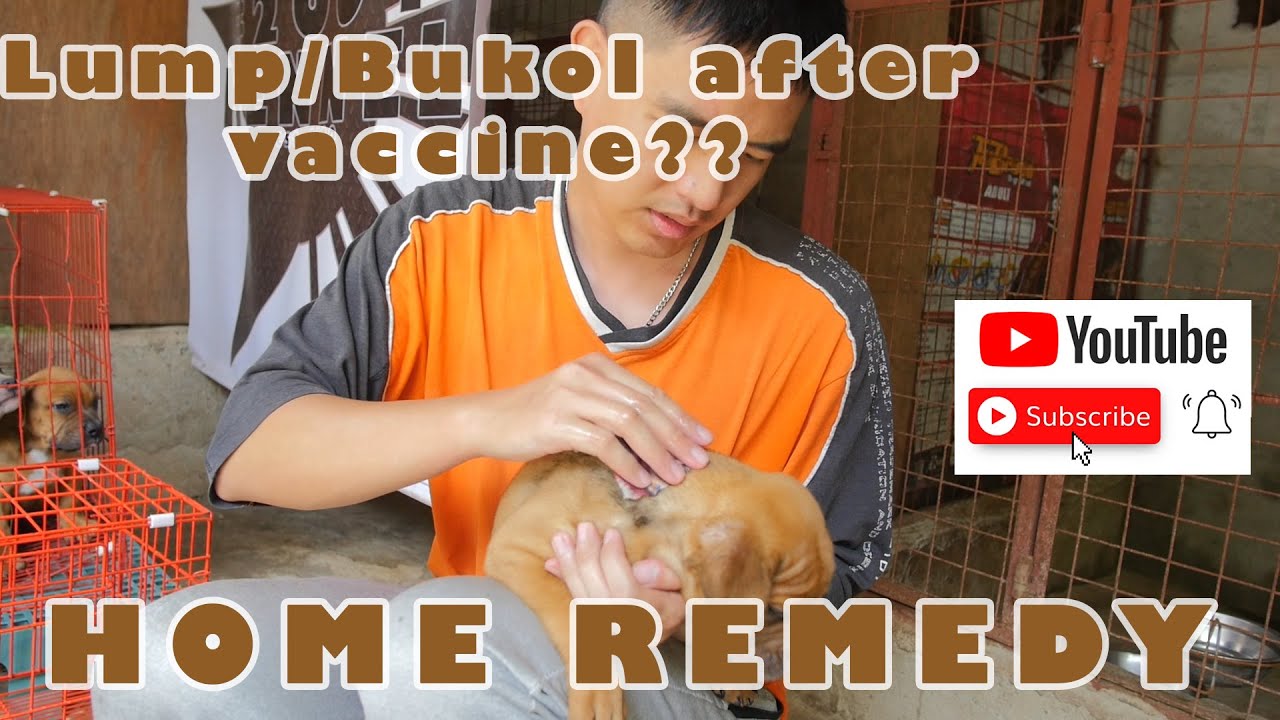 Home remedy ng Lump/Bukol after vaccination. - YouTube