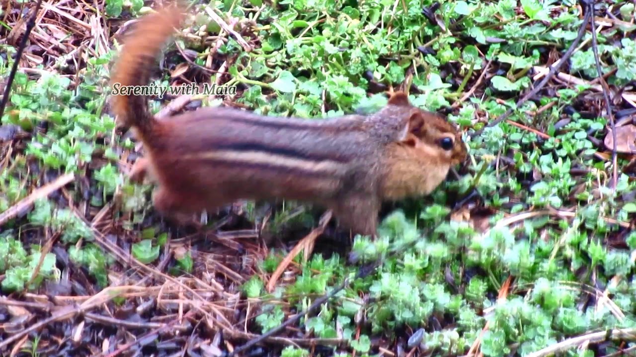 Cutest CHIPMUNK Foraging - YouTube