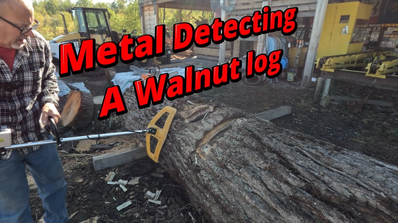 Metal detecting a walnut log # 785 - YouTube