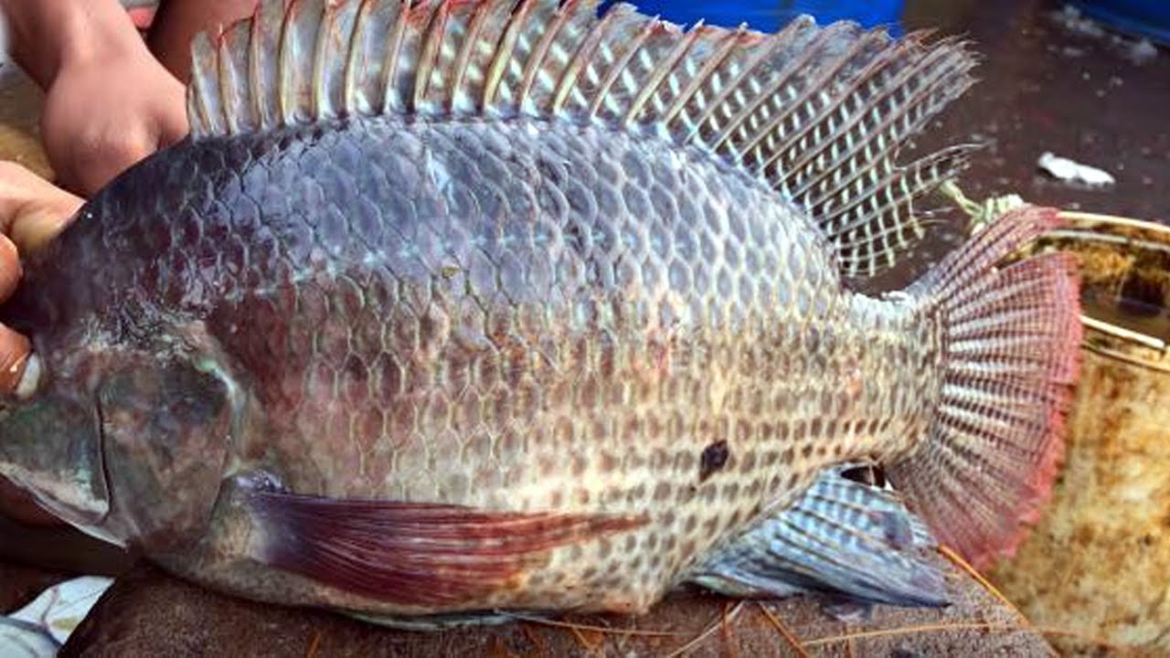 Amazing Talapia Fish Cutting Skills In Fish Market 2020 - YouTube