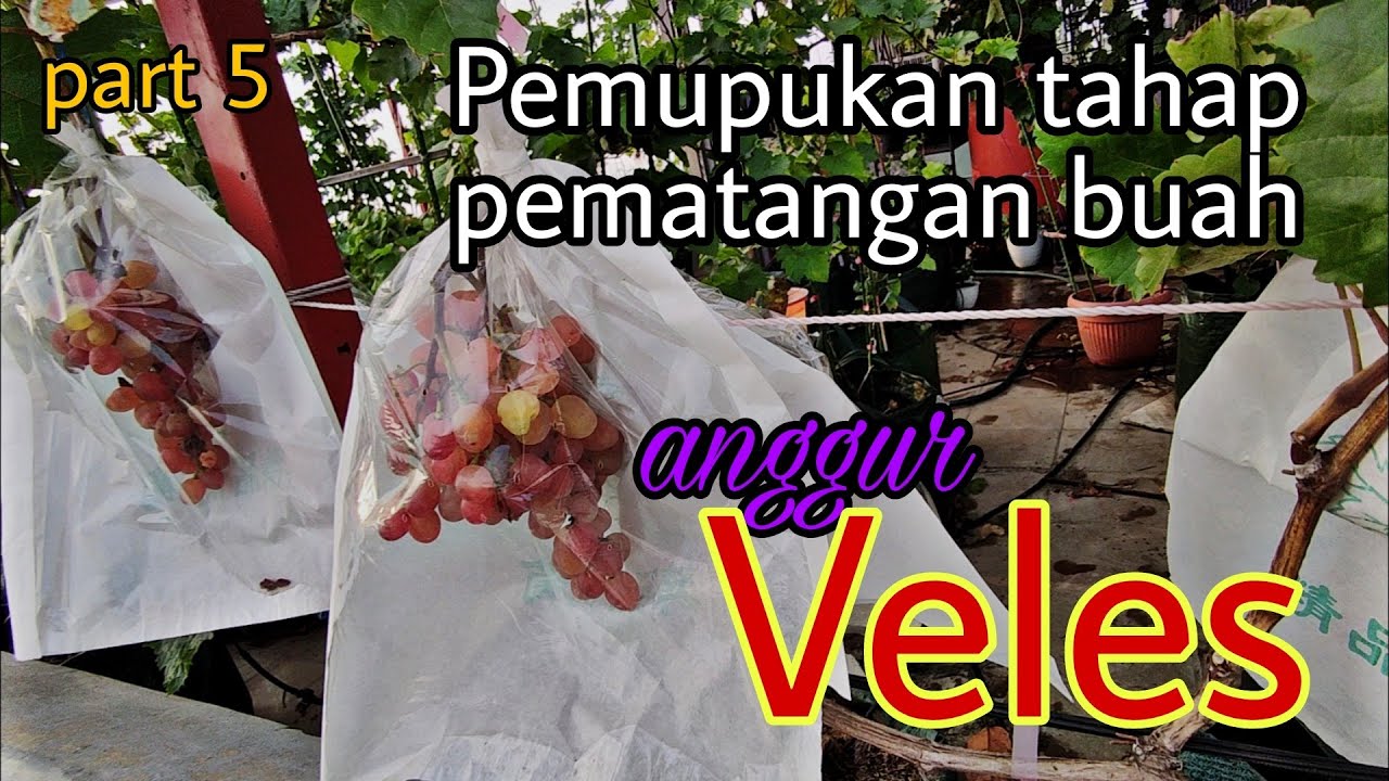 Anggur Veles part 5 | Pemupukan tahap pematangan buah | 70 hsp - YouTube