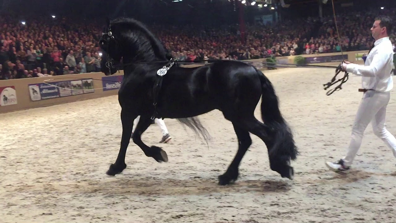 Jasper 366 hengstenkeuring 2018 (stallion show) - YouTube