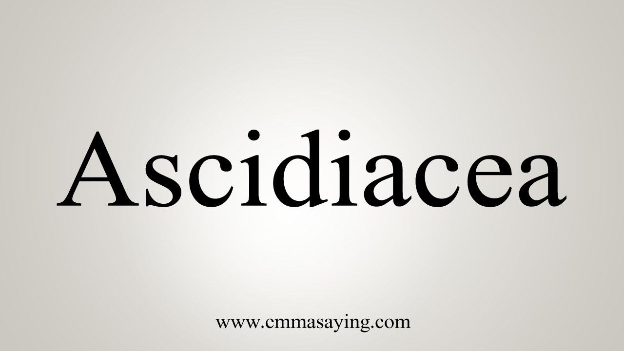 How To Say Ascidiacea - YouTube