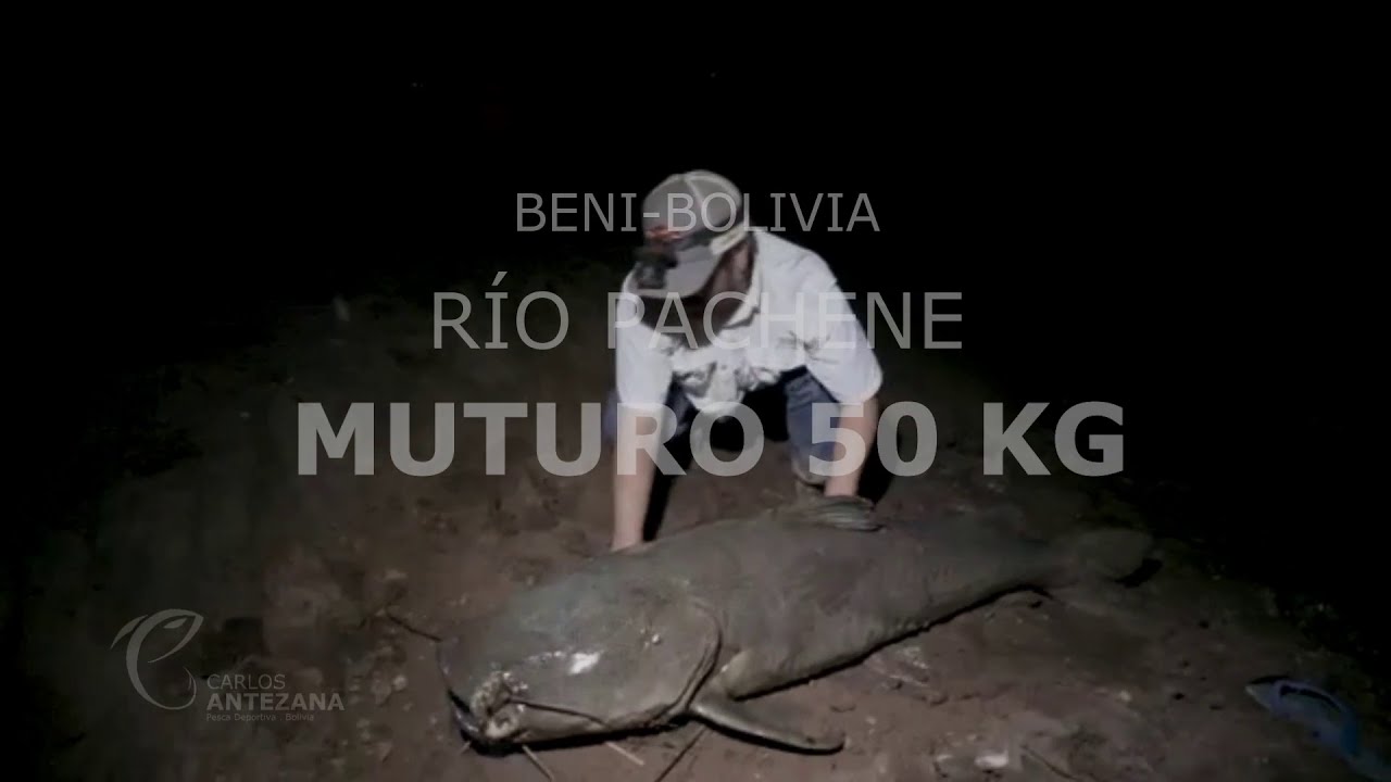 Pesca de Muturo de 50 kilos - André Novoa - YouTube