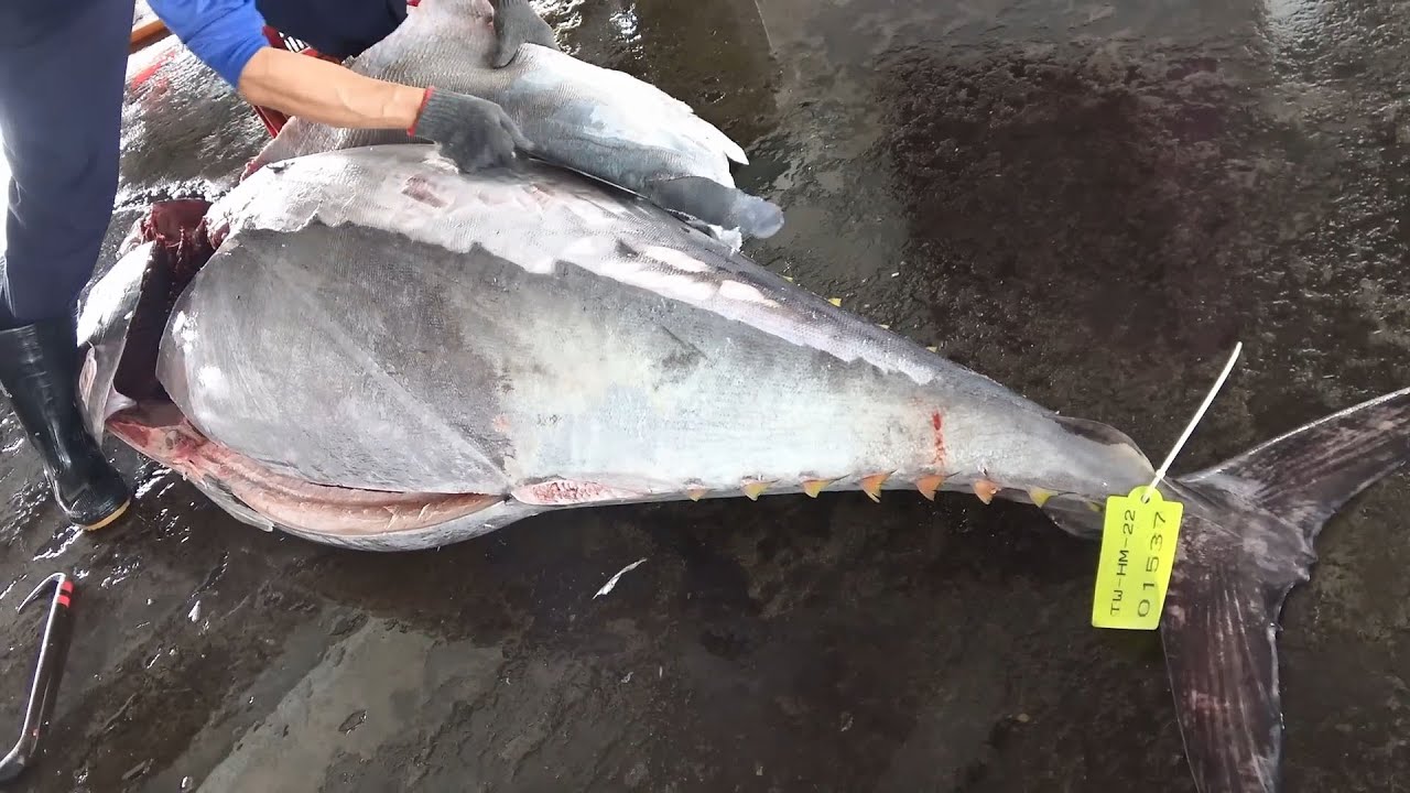 Amazing Tuna Fast Cutting Skills - 300KG Giant Bluefin Tuna Cutting in ...