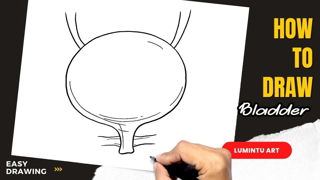 Bladder Drawing