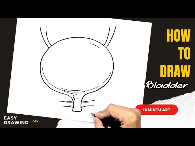 Bladder Drawing
