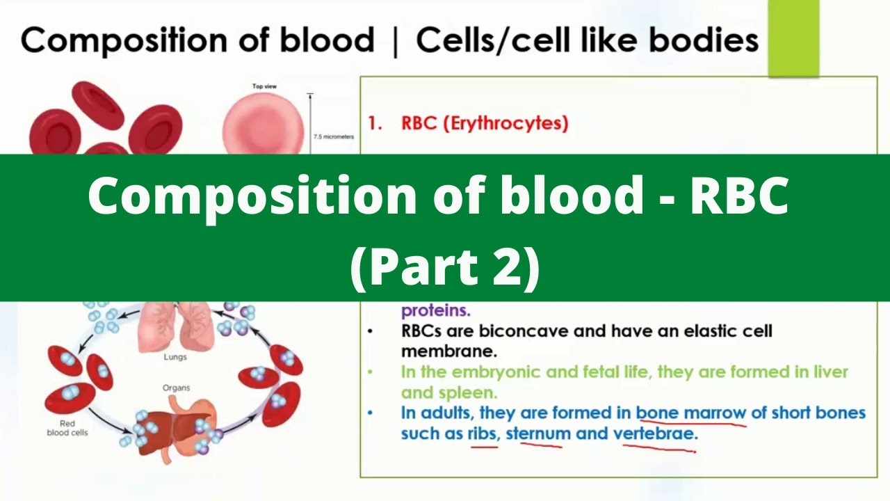 Composition of blood | Part 2 | RBC - YouTube