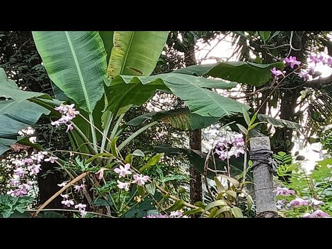 pepees vlogs🥰 is live വാഴ