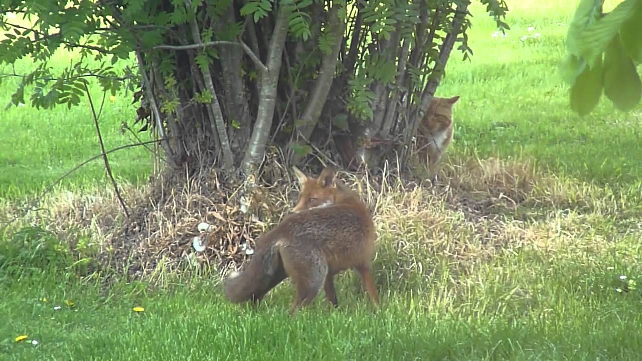 Cat Faces Ninth Death Sentence With Red Fox. - YouTube