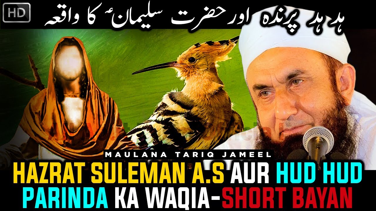 Hud Hud or Hazrat Suleman A.S ka Waqia | Maulana Tariq Jameel #AllAboutIslamOfficial - YouTube
