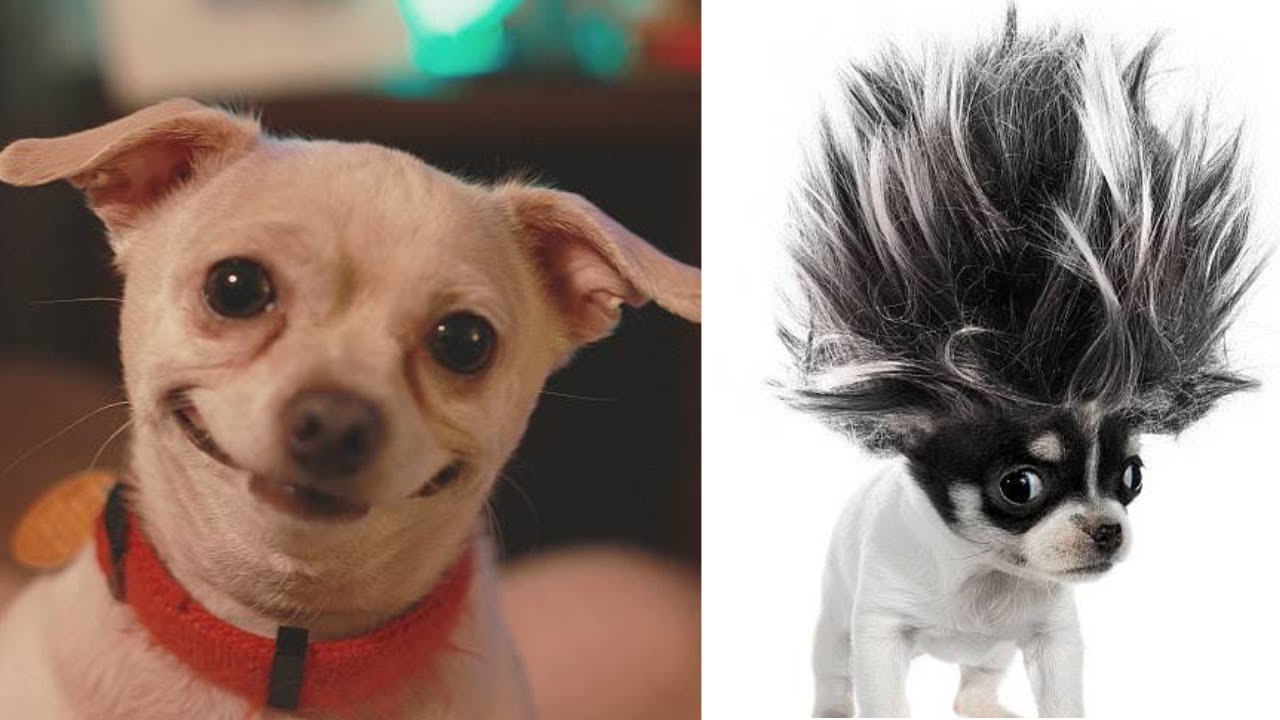 Funny dog video - YouTube